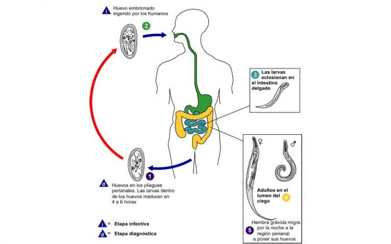 Oxiuros: infección intestinal por parásitos - CuídateCV